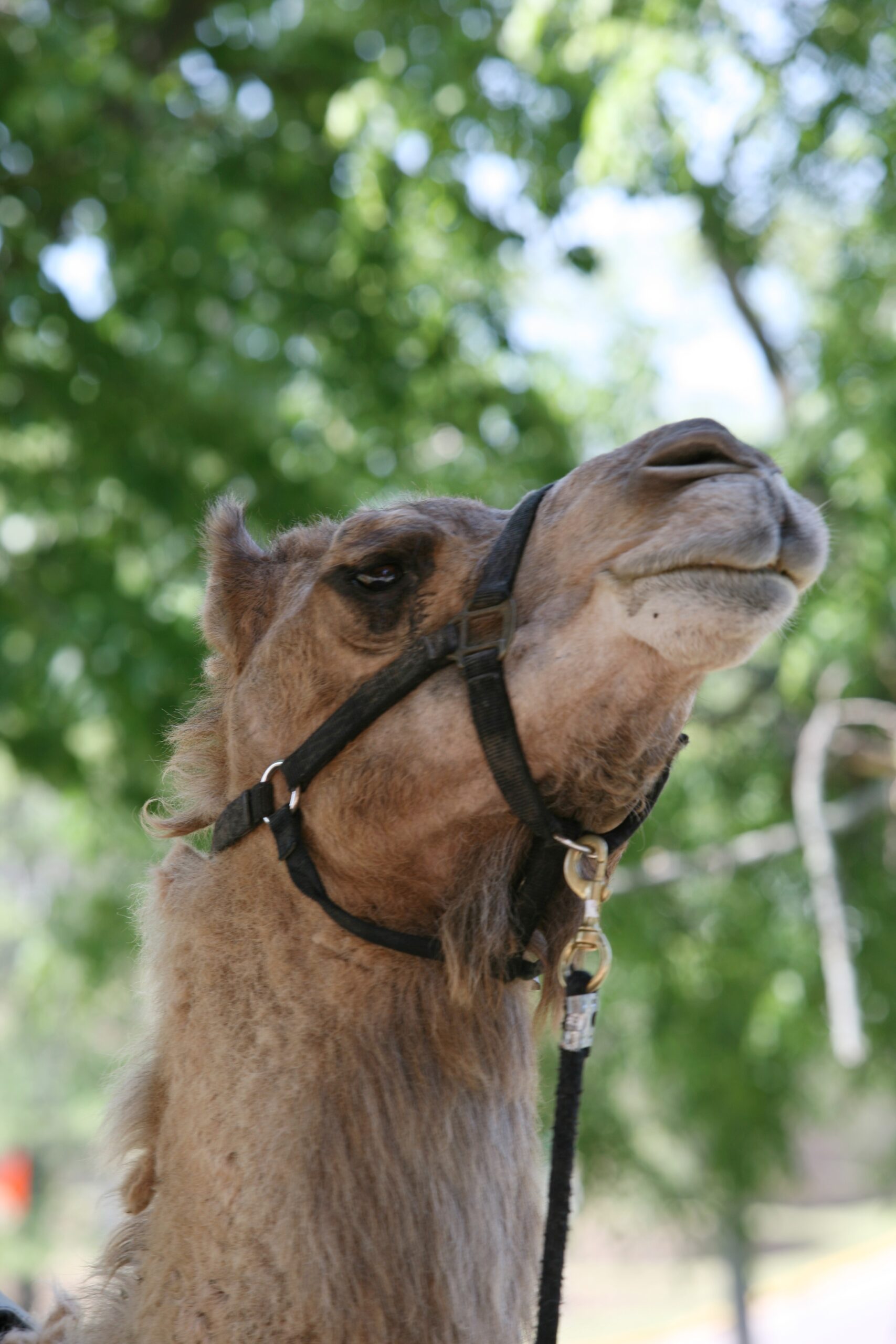 Explore - Circus World